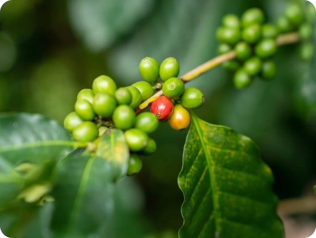 About Us - Origin Land Coffee