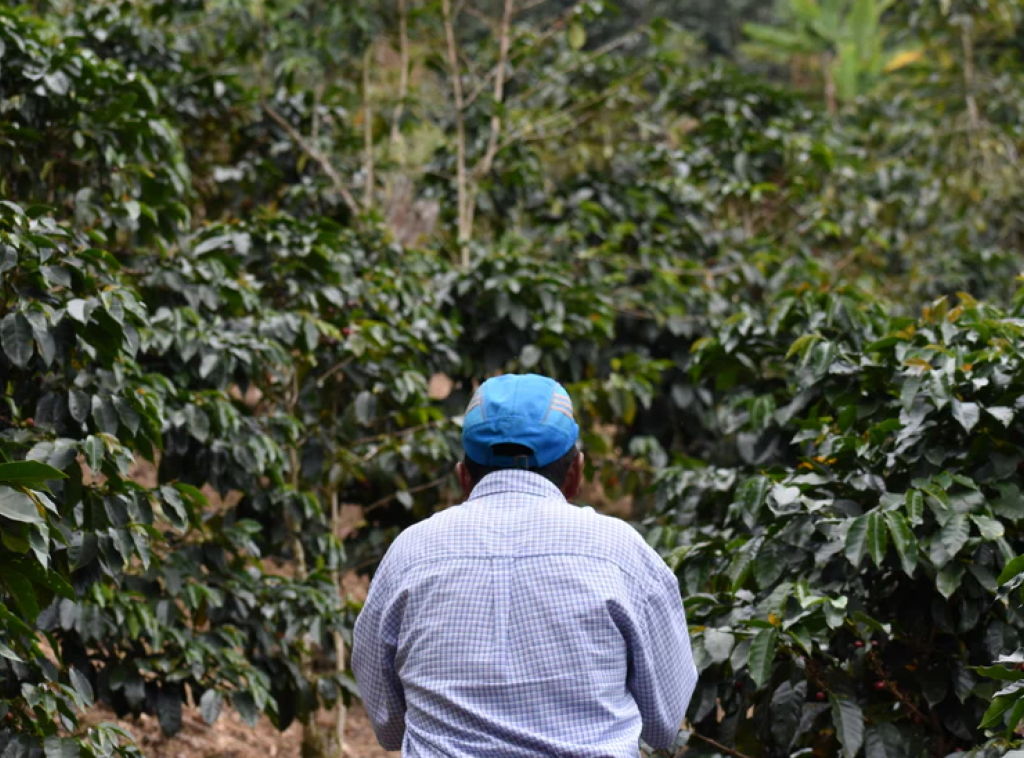 Our Coffee - Origin Land Coffee