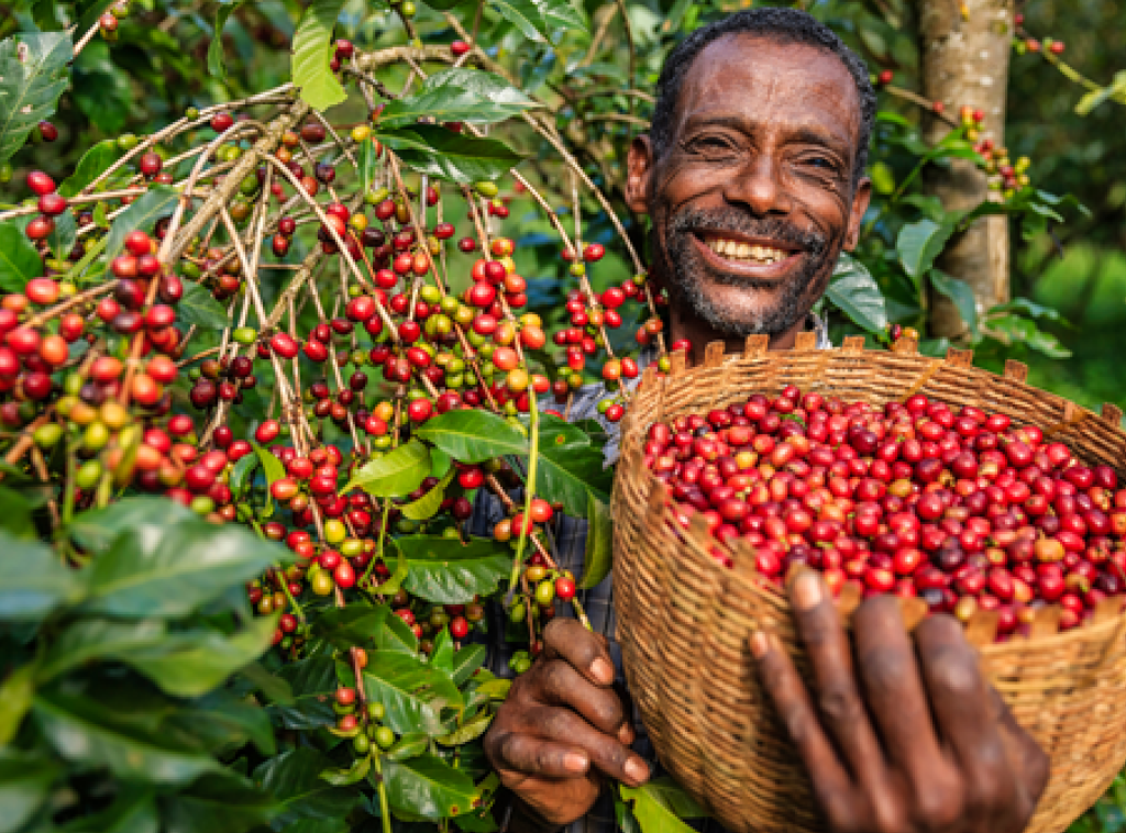 Our Coffee - Origin Land Coffee