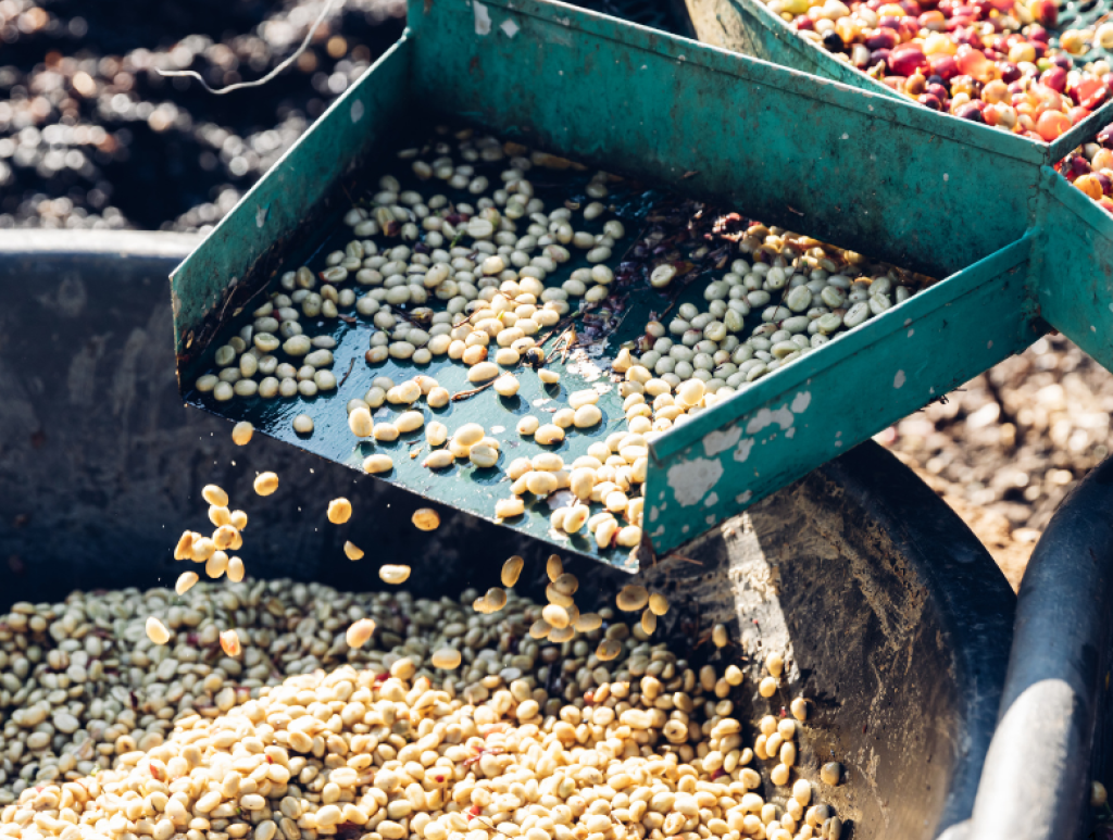 Our Coffee - Origin Land Coffee