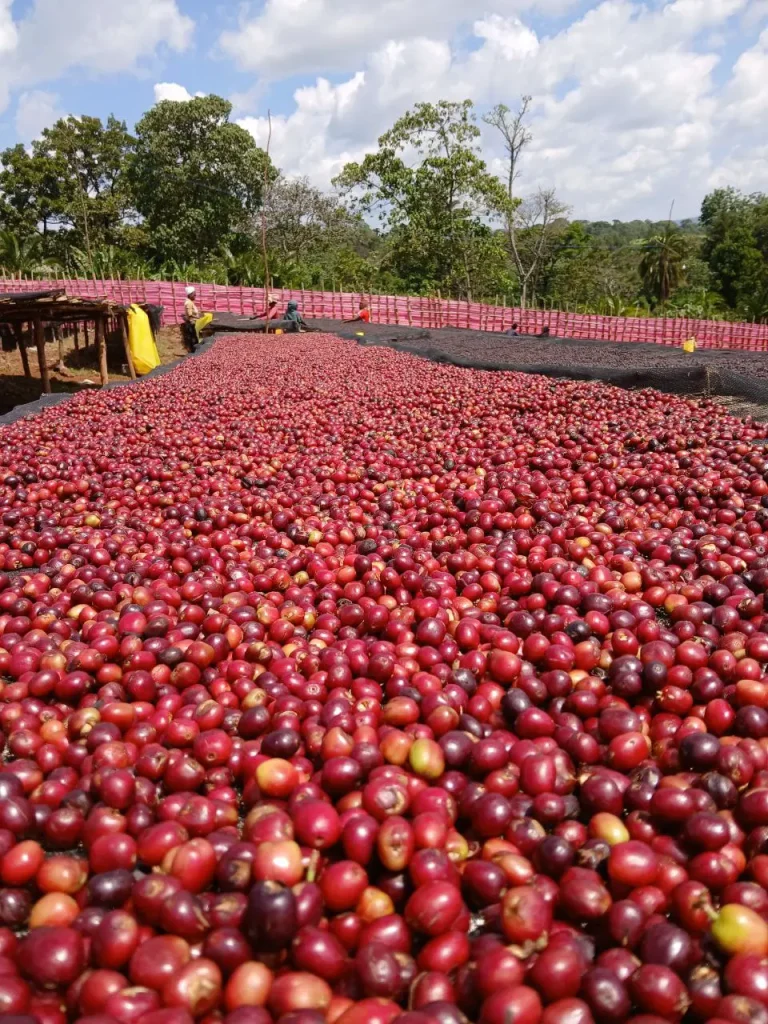 Contact Us - Origin Land Coffee